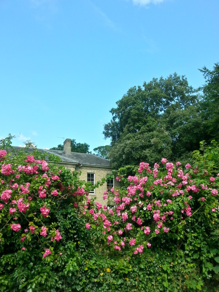 Whitwell Hall behind the rose hedge - Whitwell Hall