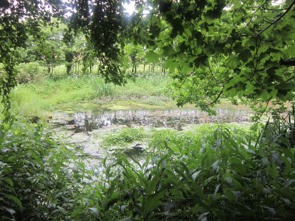 Miller's pond - Whitwell Hall